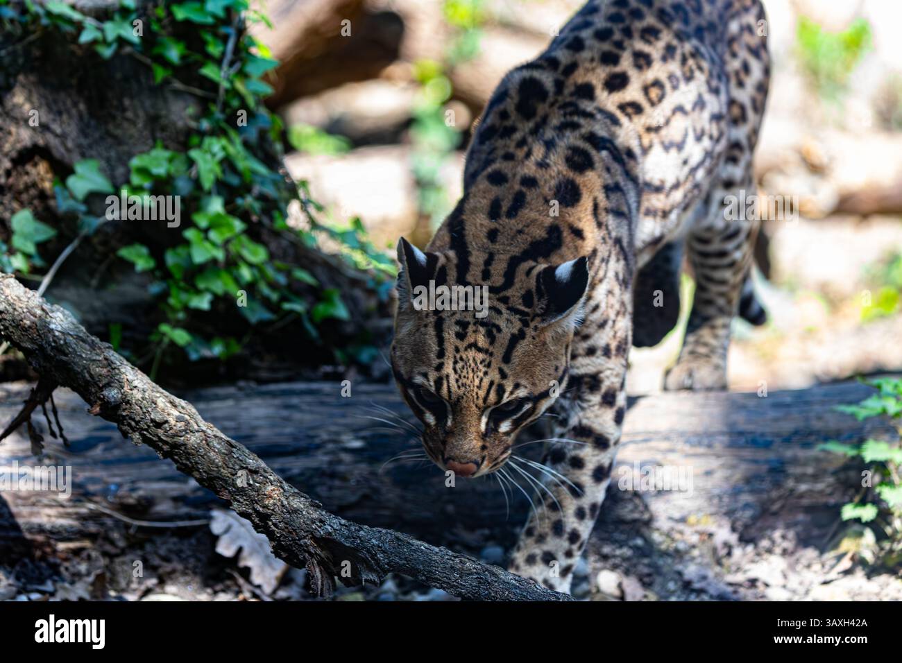 Wild Ocelot walking forward, exploring its habitat. Dynamic pose of a ...