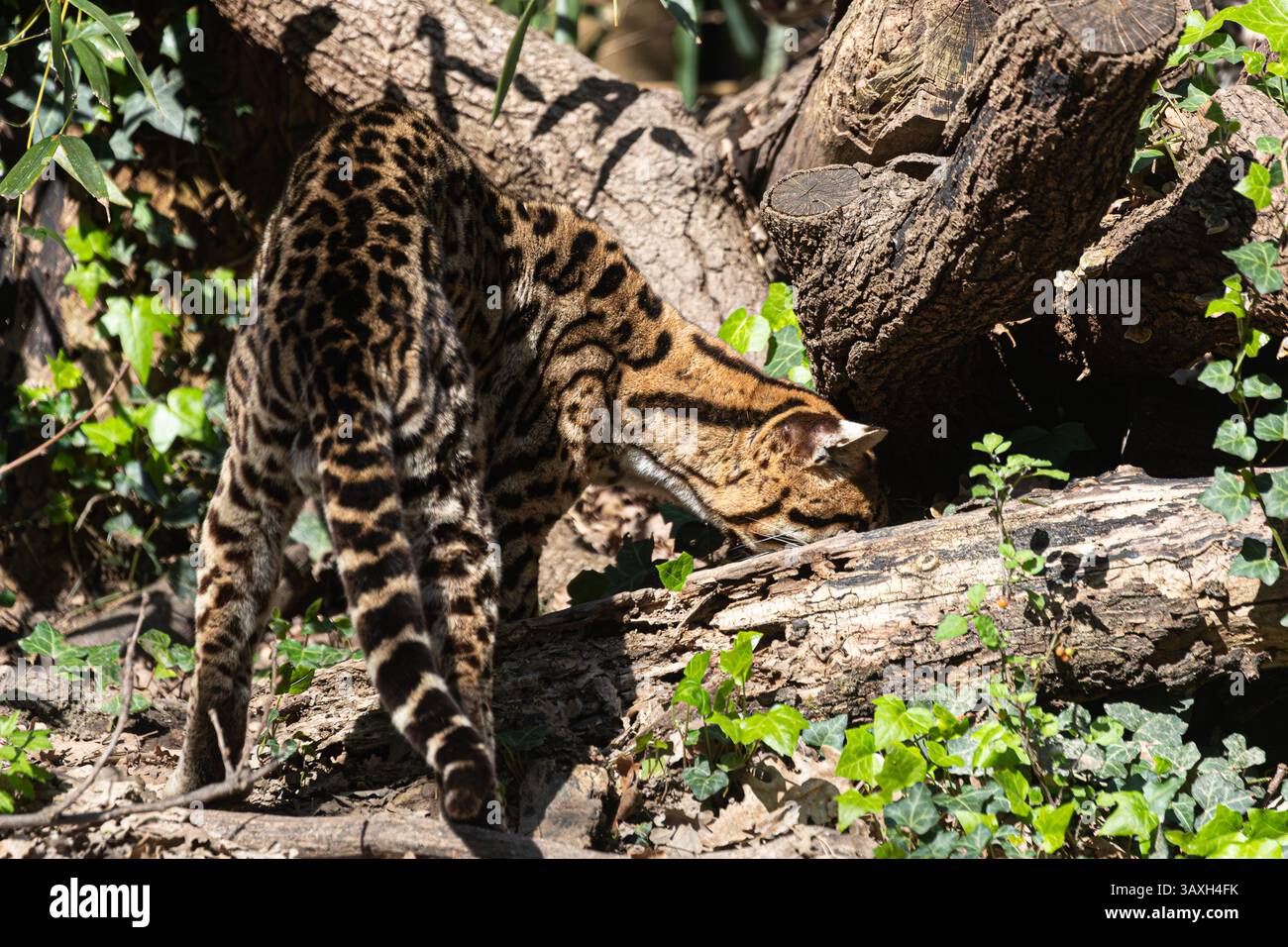 Leopardus pardalis on a tree trunk. Showing body detail and agility in natural environment Stock ...