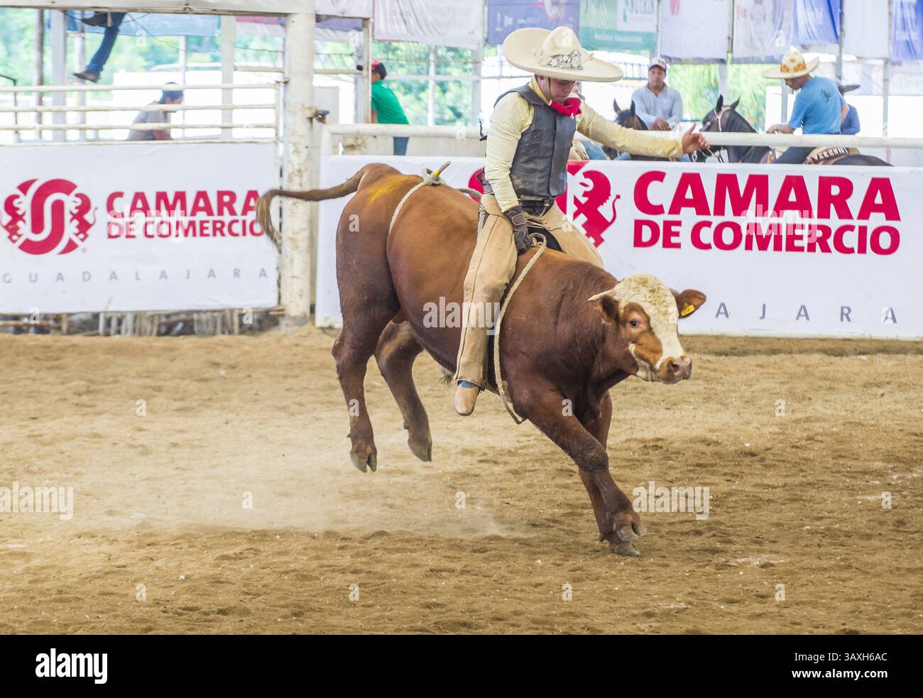 September 1, 2016 - Guadalajara, Jalisco, Mexico - Charro participates ...