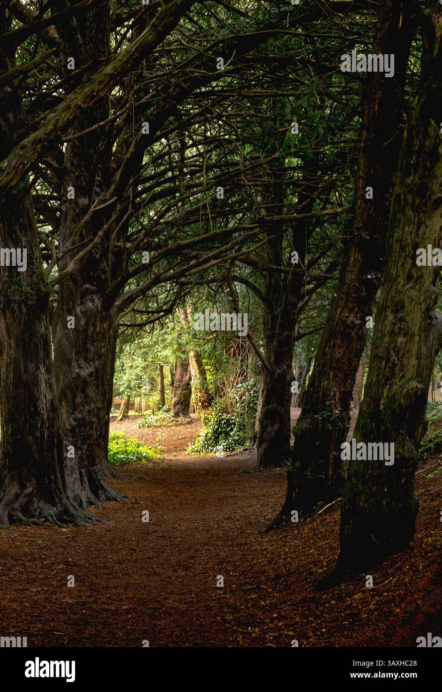 ground-level shot shows a path winding through a dense forest with tall ...