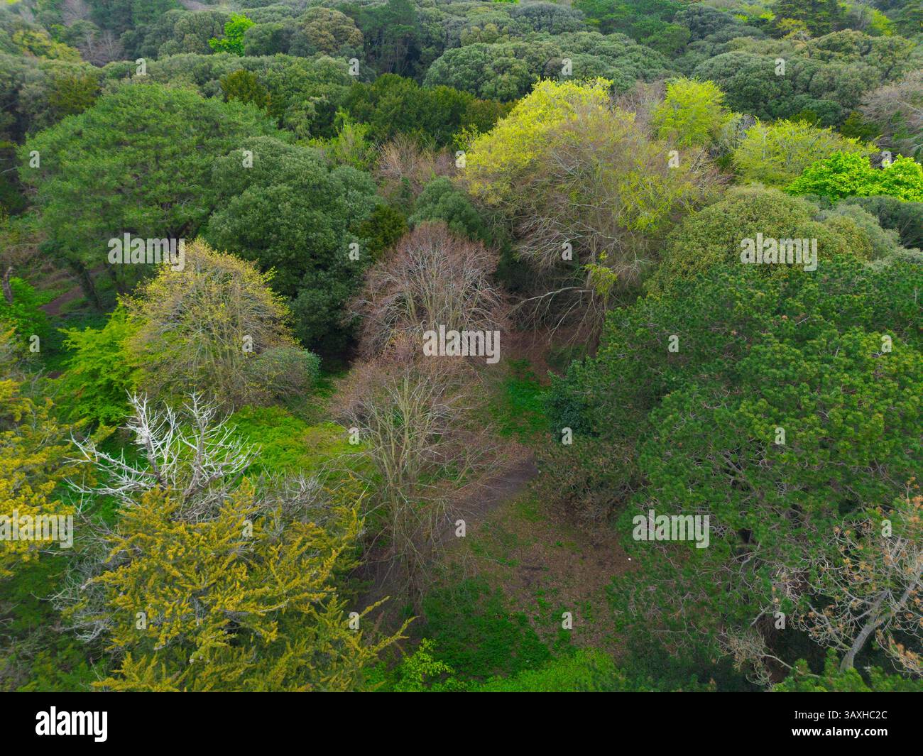 A top-down aerial shot captures the lush, dense canopy of a forest with ...
