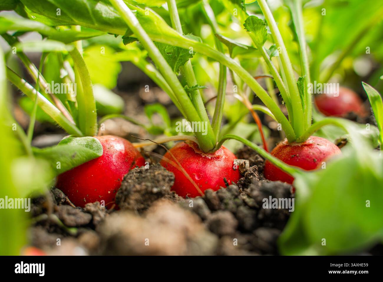 Juicy red radish growing in the soil in a greenhouse, close-up. Growing ...