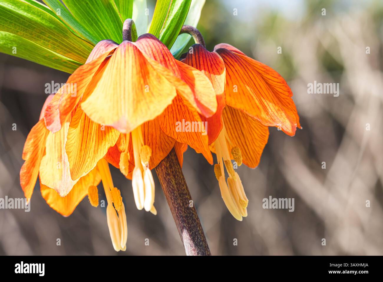 Sunny day in April . Beautiful orange flowers of the Imperial ...