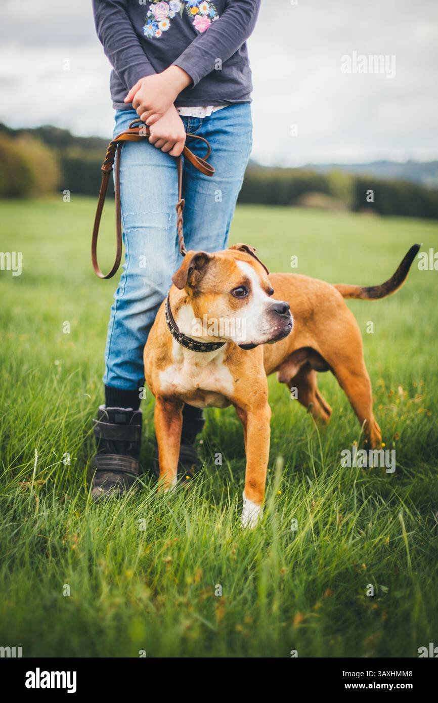 Child and pit bull hi-res stock photography and images - Alamy