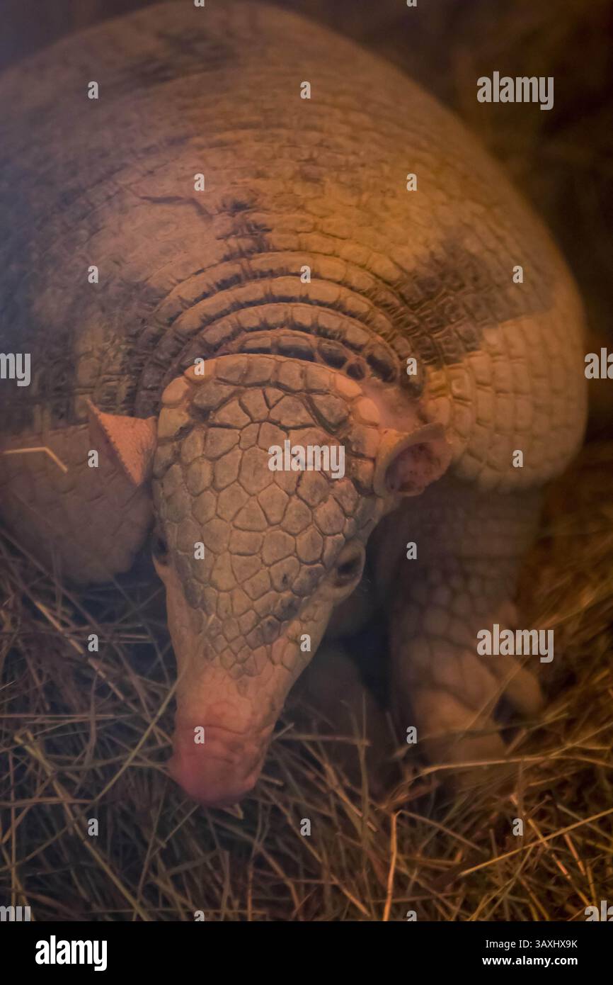 Armadillo burrow hi-res stock photography and images - Alamy