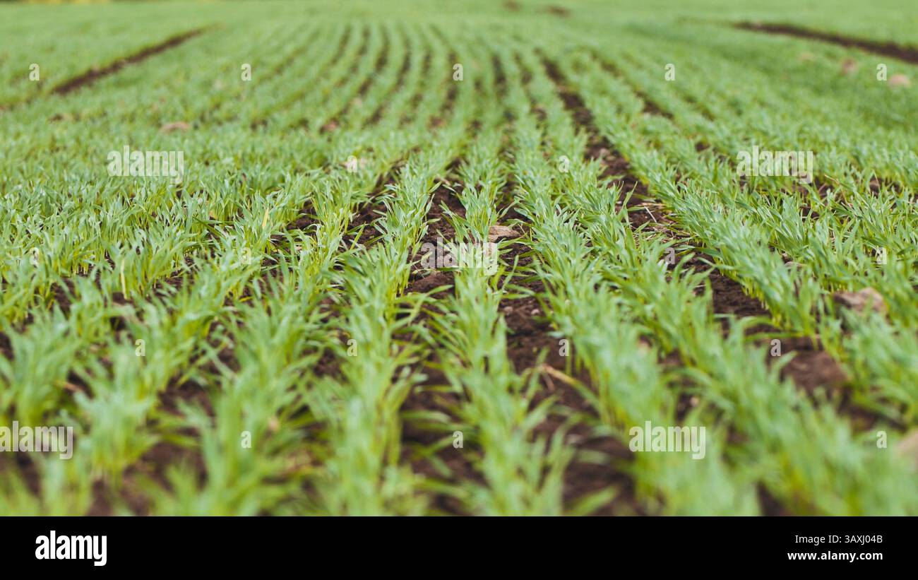 Rows of young wheat plants growing in a field, representing agriculture ...