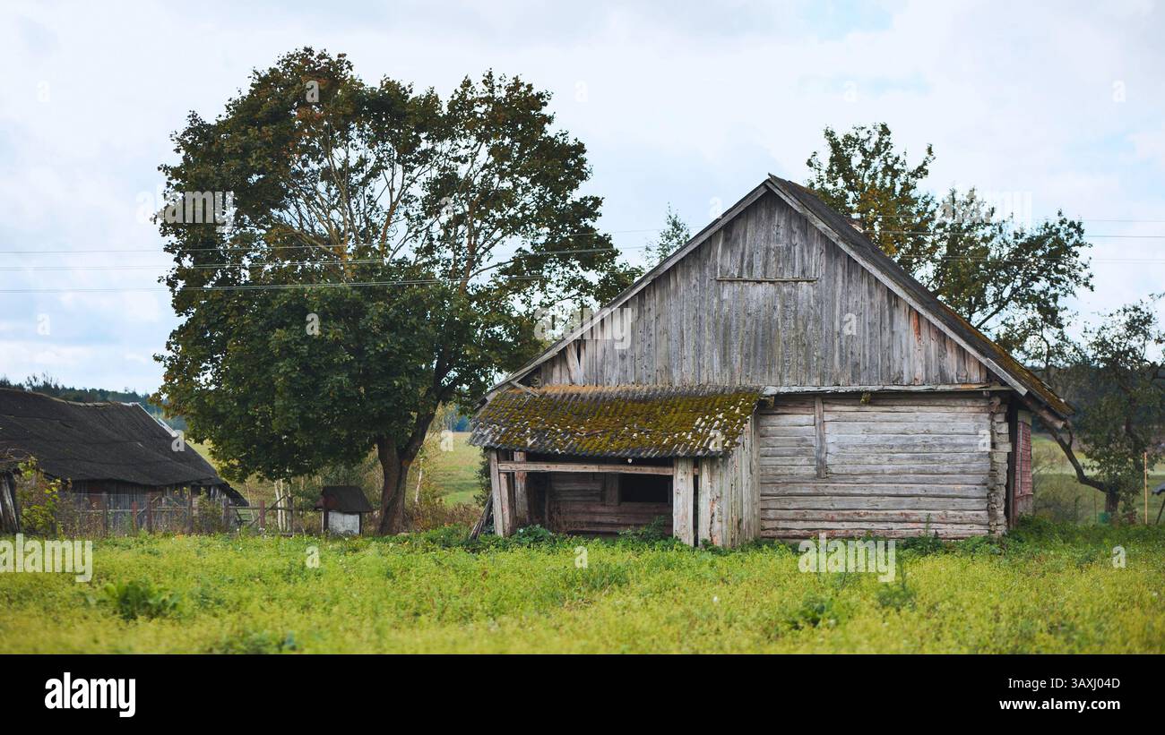 Weathered wooden barn nestled amid lush grassland, revealing structural ...