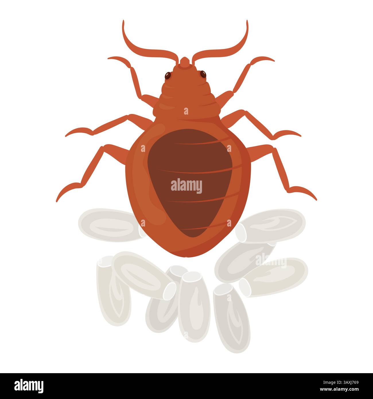 Insect laying eggs Stock Vector Images - Alamy
