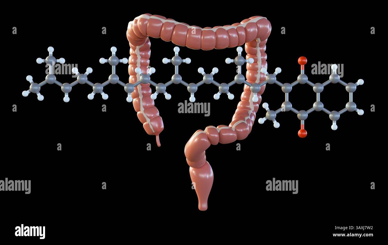 A 3d rendering of vitamin K molecules and large intestine, suggesting ...