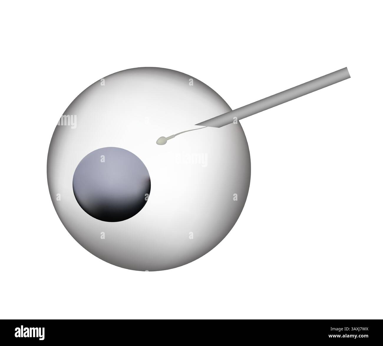 Syringe injection egg cell Cut Out Stock Images & Pictures - Alamy