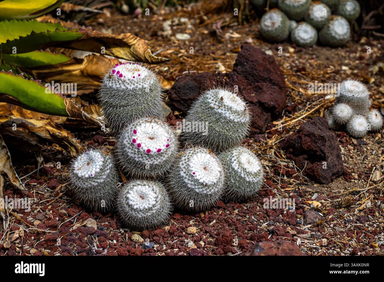 Mammillaria parkinsonii, a cactus also known as owl-eye pincushion or ...