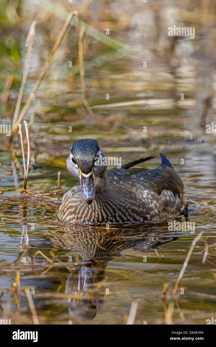 Wood Duck, Aix sponsa, female on pond at McLane Creek Nature Trail ...