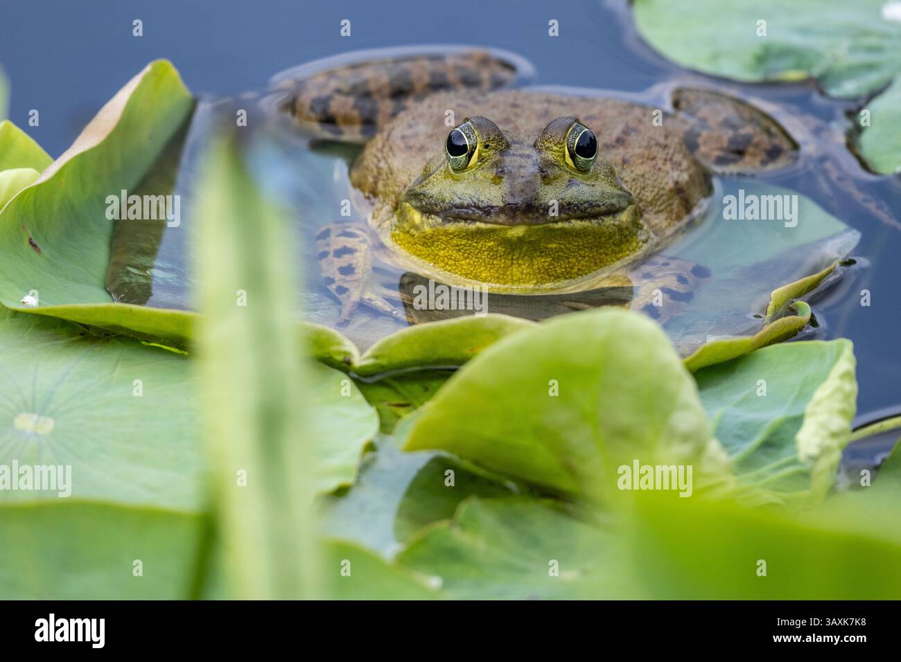 Frog hi-res stock photography and images - Alamy