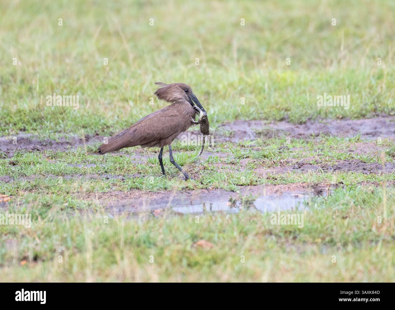 Hamerkop (Scopus umbretta). The bird has caught a frog, which appears ...