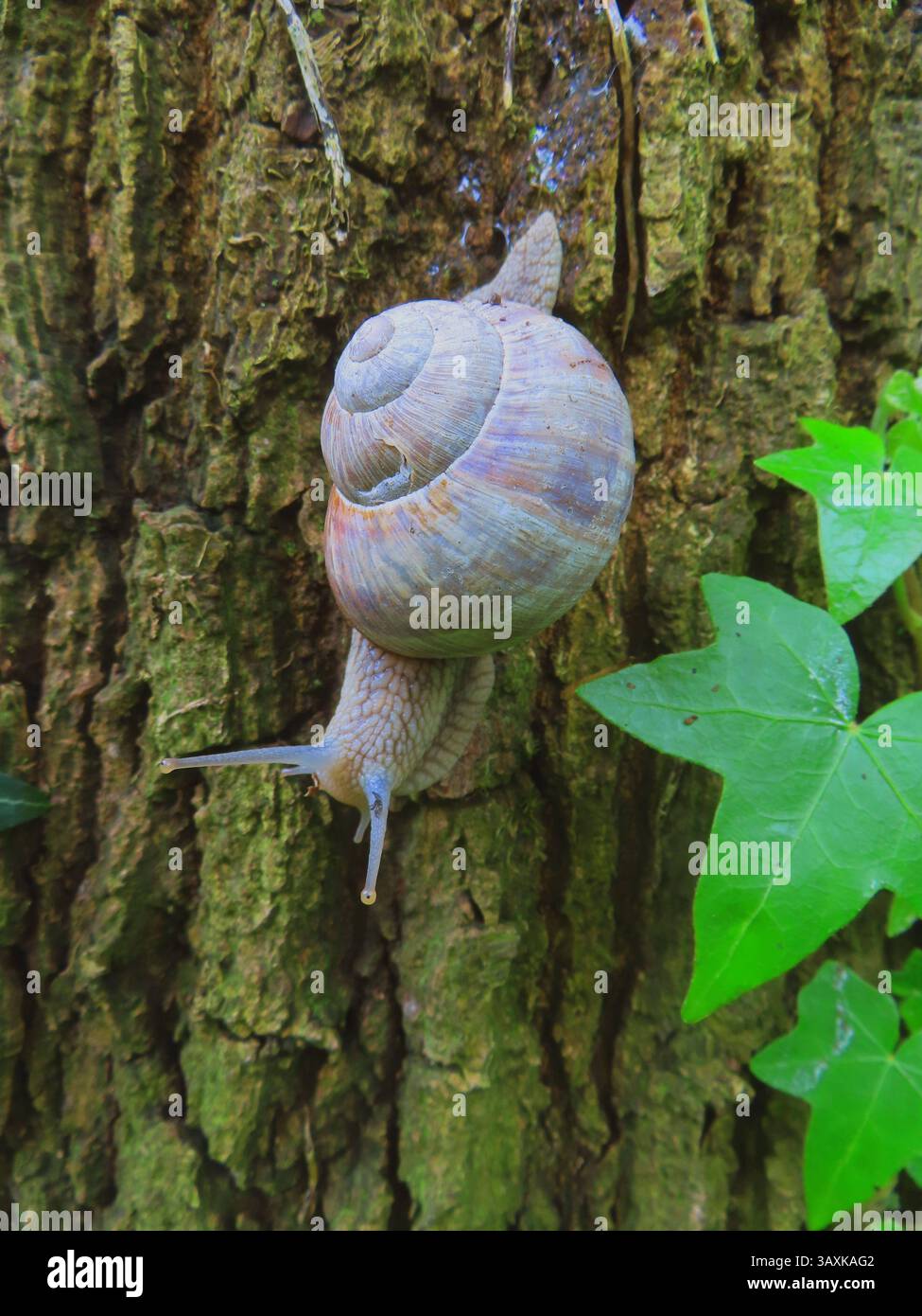 ...ohne Hast und Eile gleitet dieses Wunderwerk der Natur auf seine ...