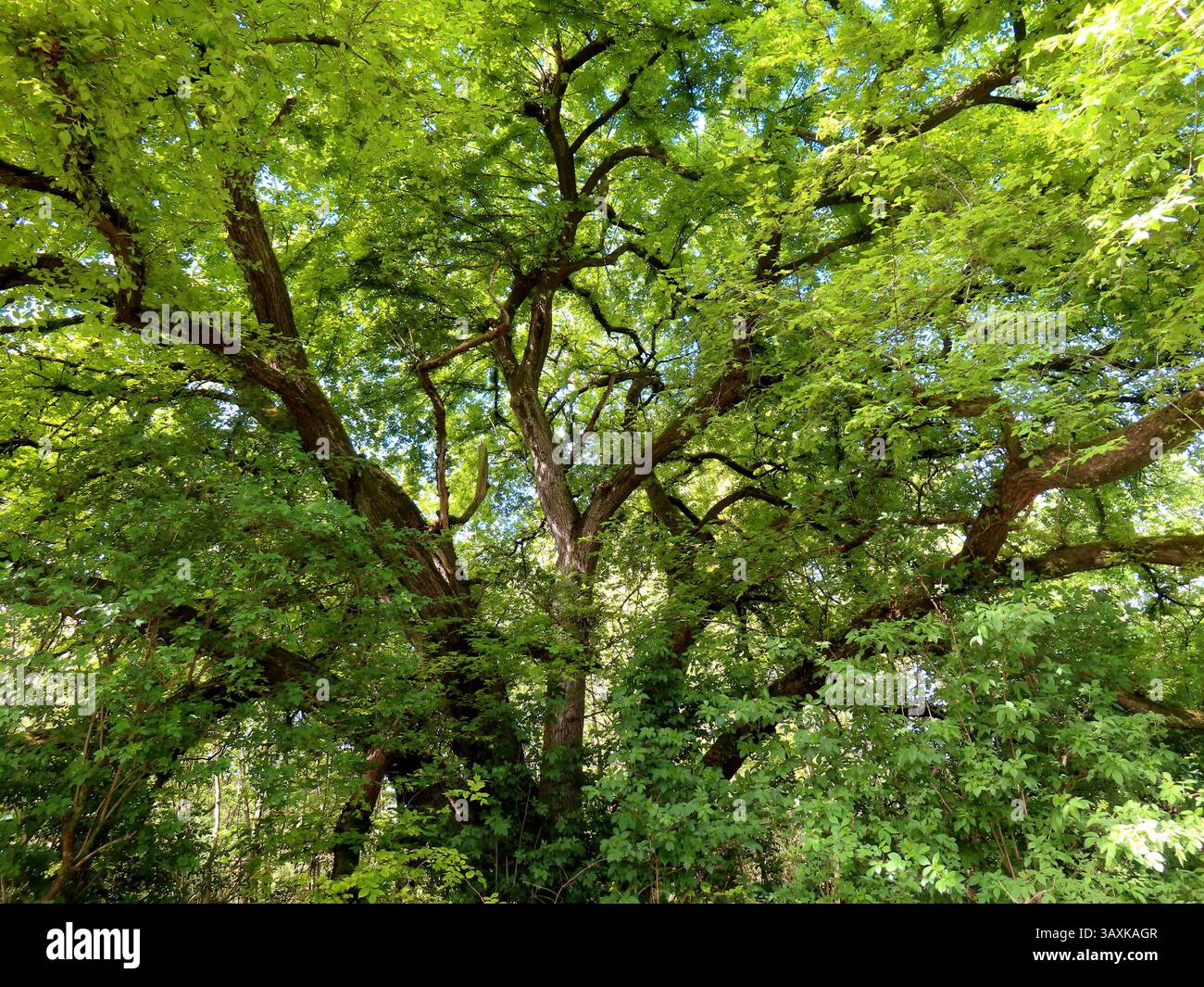...Blick in die Krone einer maechtigen Ulme... Ulmen Krone Breitseite ...