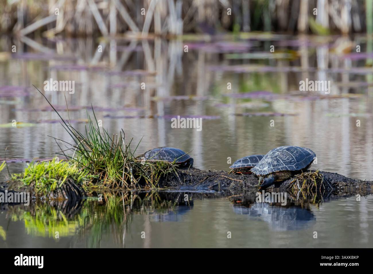 Western Painted Turtles, Chrysemys picta, sunning on beaver pond along ...
