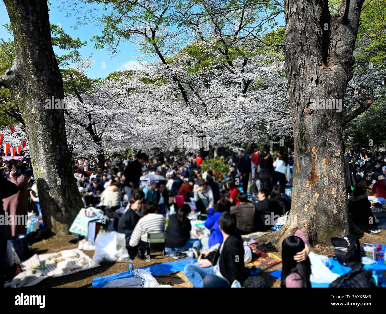 Tokyo ueno park hanami hi-res stock photography and images - Alamy