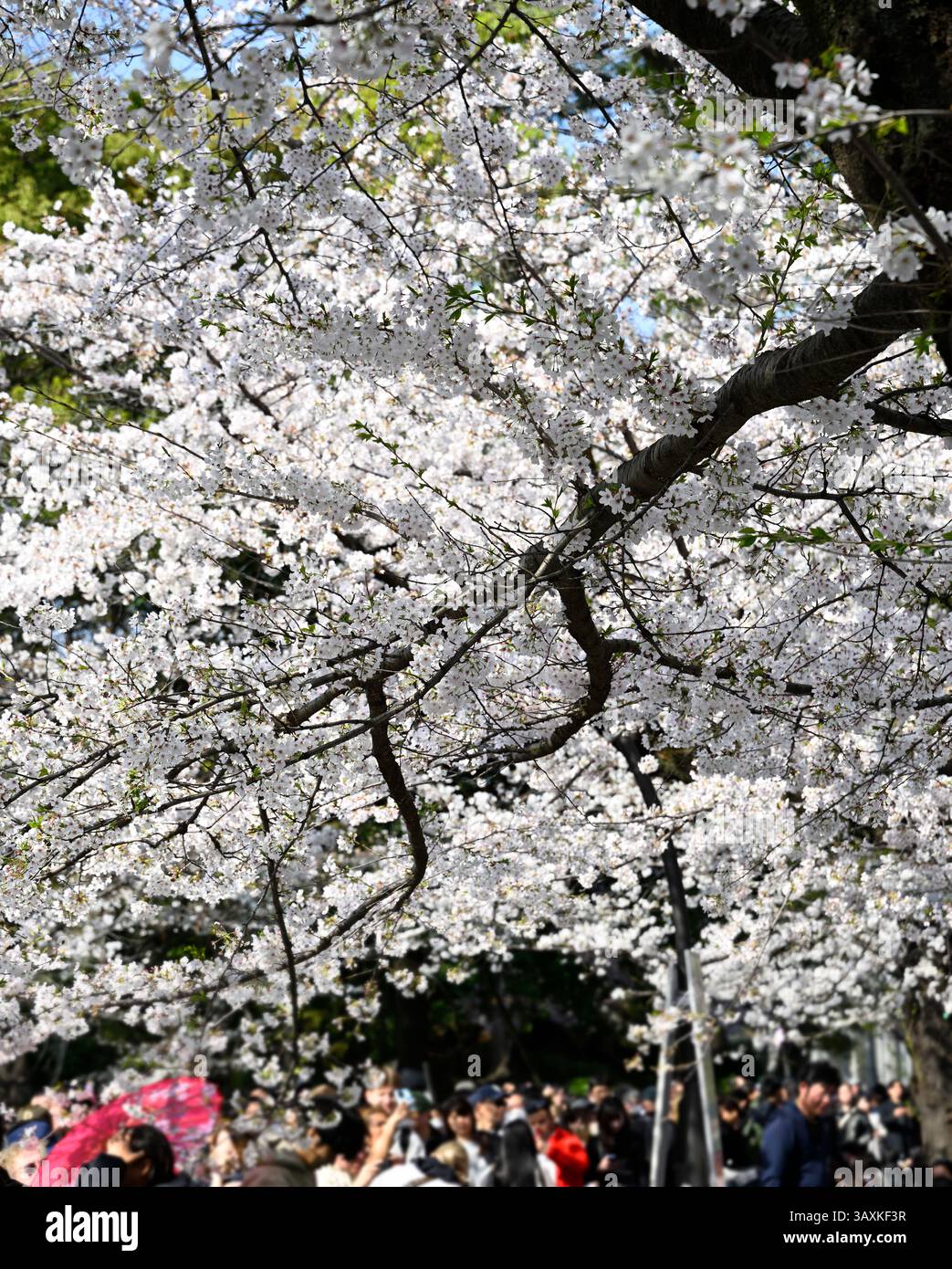 Cherry blossom Ueno Park Tokyo Stock Photo - Alamy