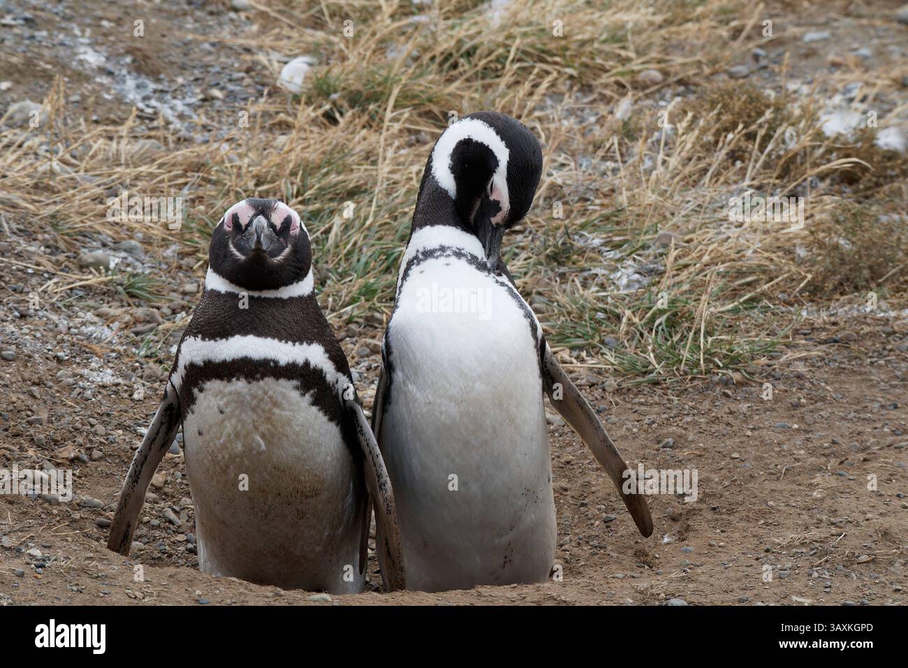 Magellanic penguin rookery in Patagonia Stock Photo - Alamy