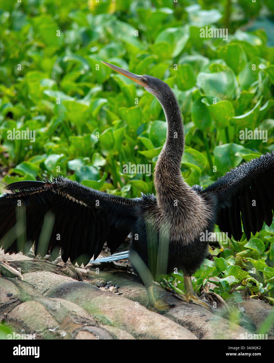 Anhinga drying its wings Stock Photo - Alamy