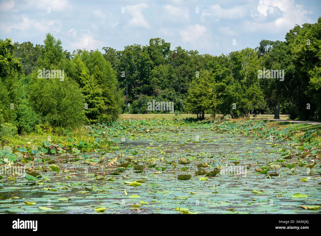 Brazos Bend State Park in Texas Stock Photo - Alamy