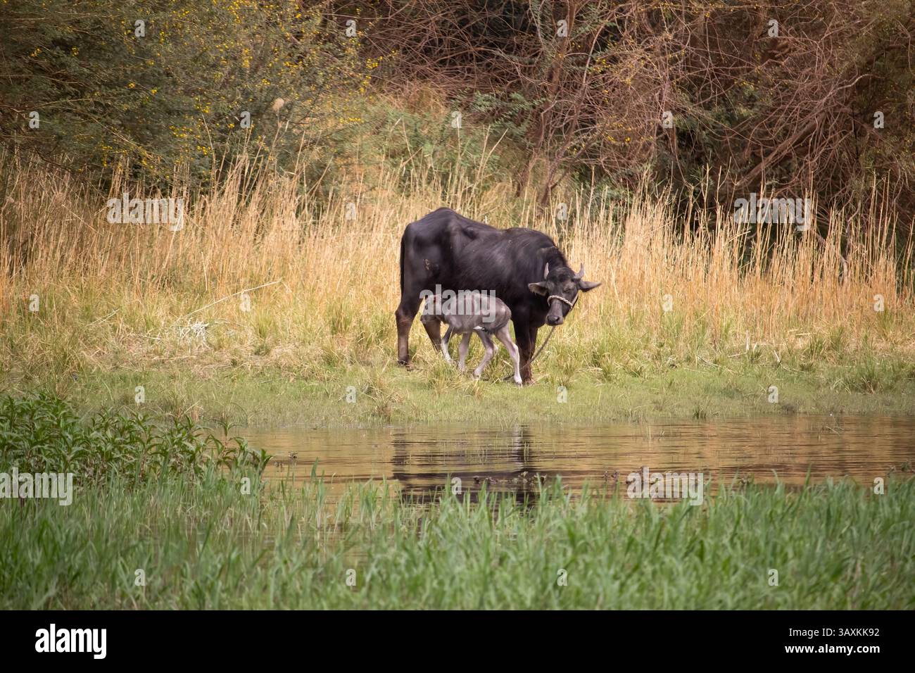 Water buffalo with calf near river Nile in Aswan, Egypt Stock Photo - Alamy