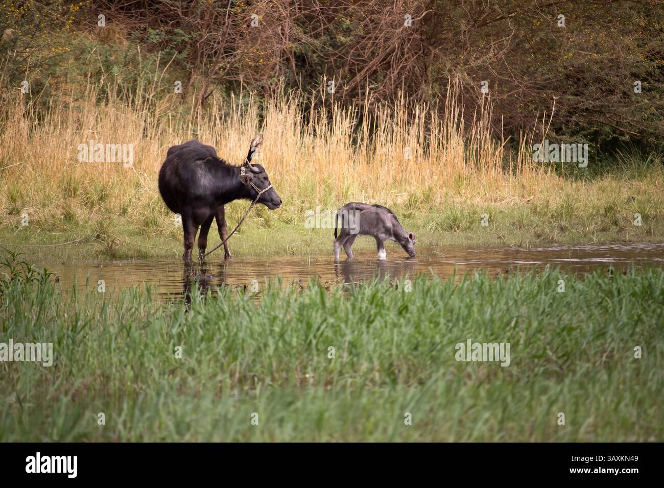 African buffalo in river hi-res stock photography and images - Alamy