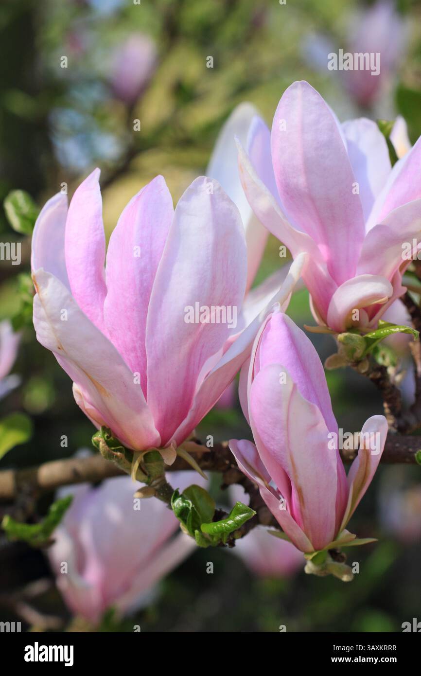 Magnolia 'George Henry Kern', a hybrid magnolia, displaying ...