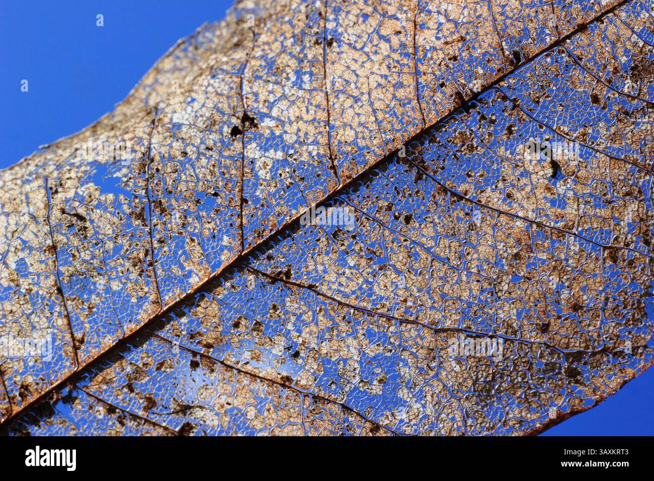 Leaf skeleton hi-res stock photography and images - Alamy