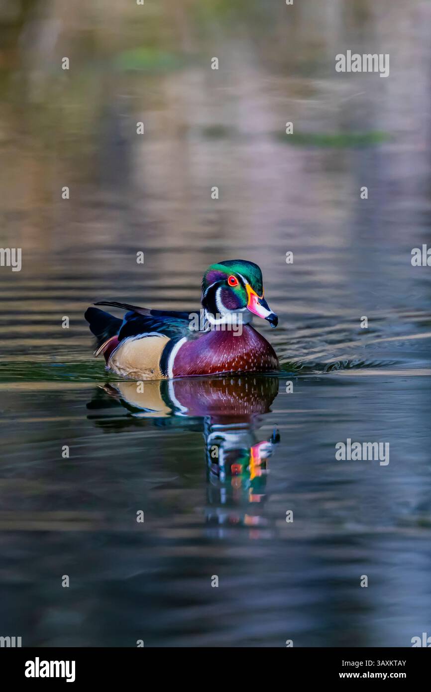 Wood Duck, Aix sponsa, male on pond at McLane Creek Nature Trail ...