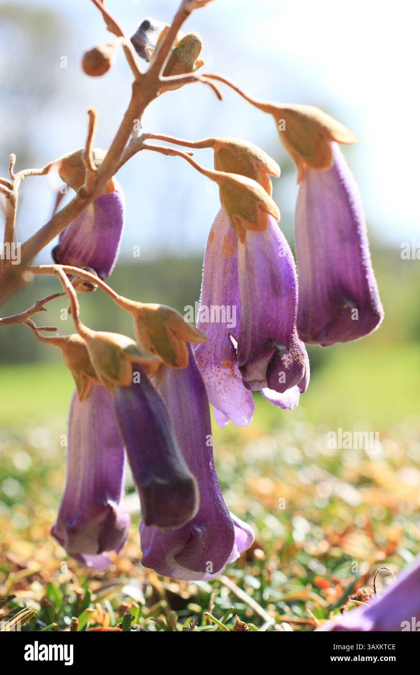 Paulownia tomentosa. Distinctive mauve flowers of the foxglove tree ...