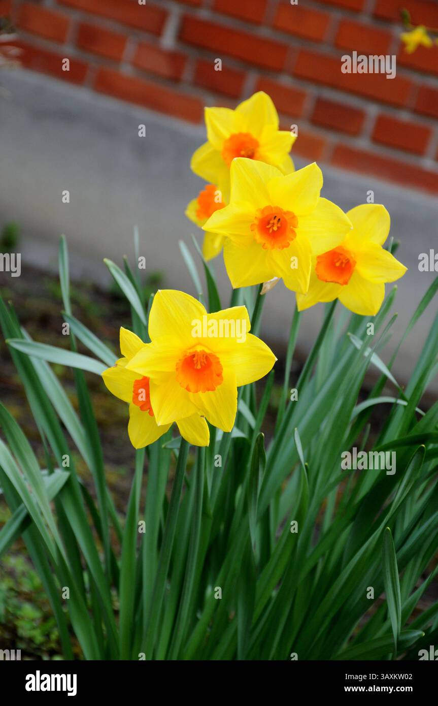 Copenhagen, Denmark /21 APRIL 2025/.Daffodils flowers in tiny garden ...