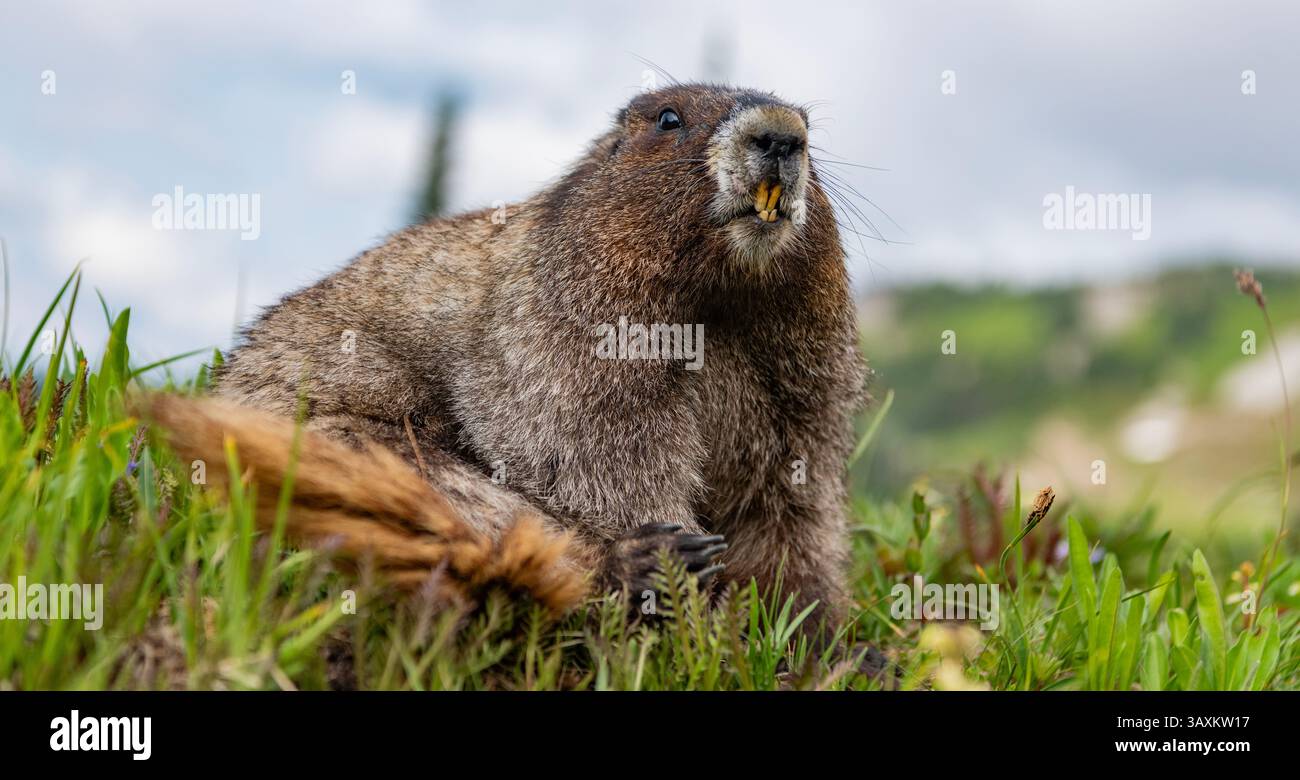 Rodent marmot animal. Marmot capybara. Marmot wild largest rodent ...