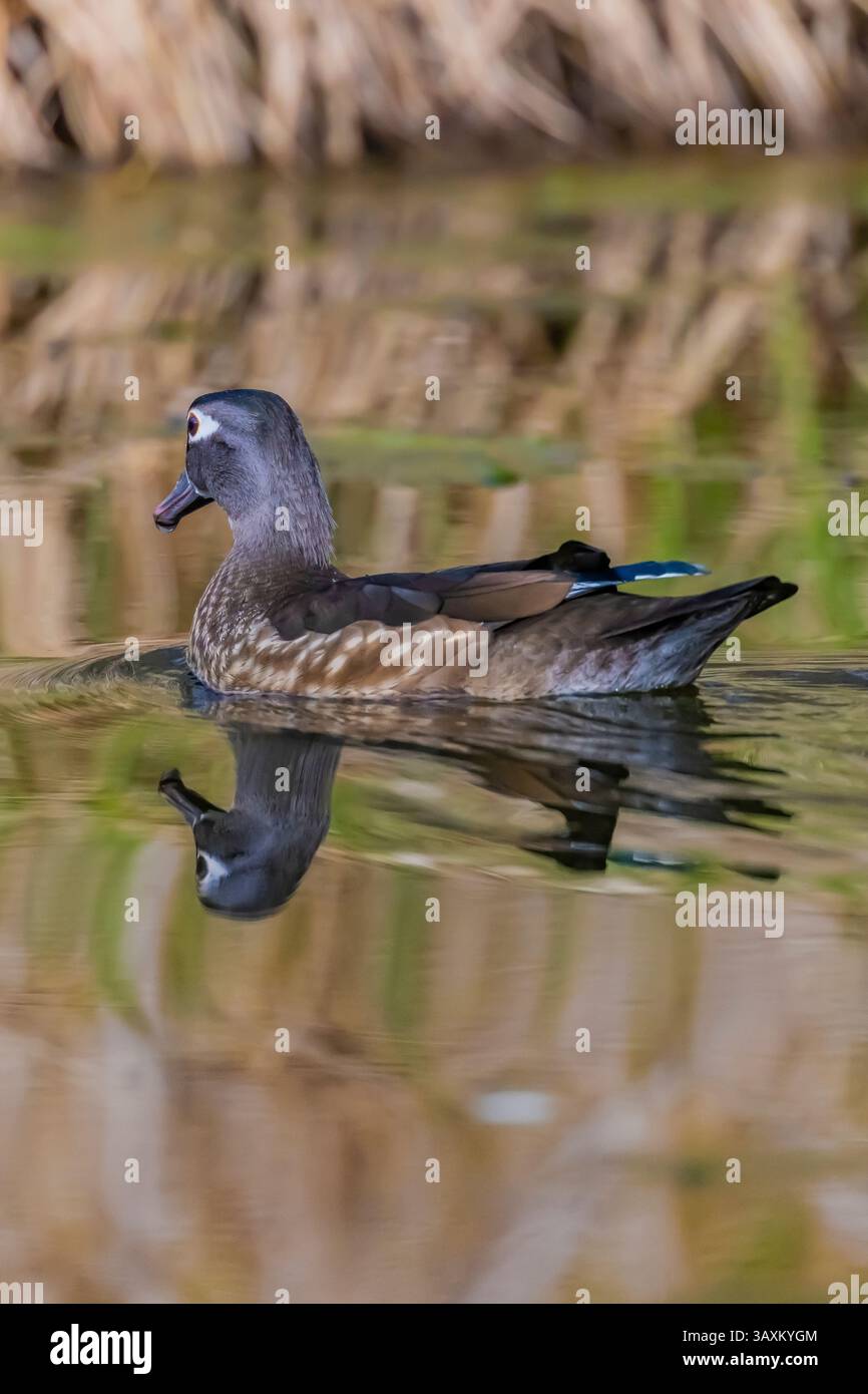 Wood Duck, Aix sponsa, female on pond at McLane Creek Nature Trail ...