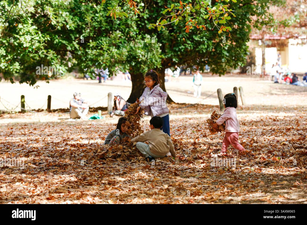 A young group is seen playing under an autumn tree at Mount Macedon ...