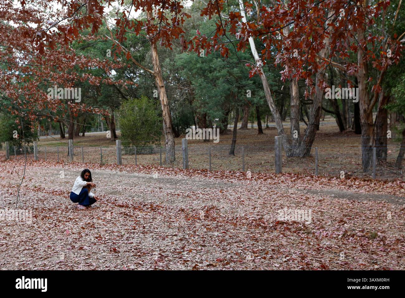 A woman is seen sitting under an autumn tree at Mount Macedon. Mount ...