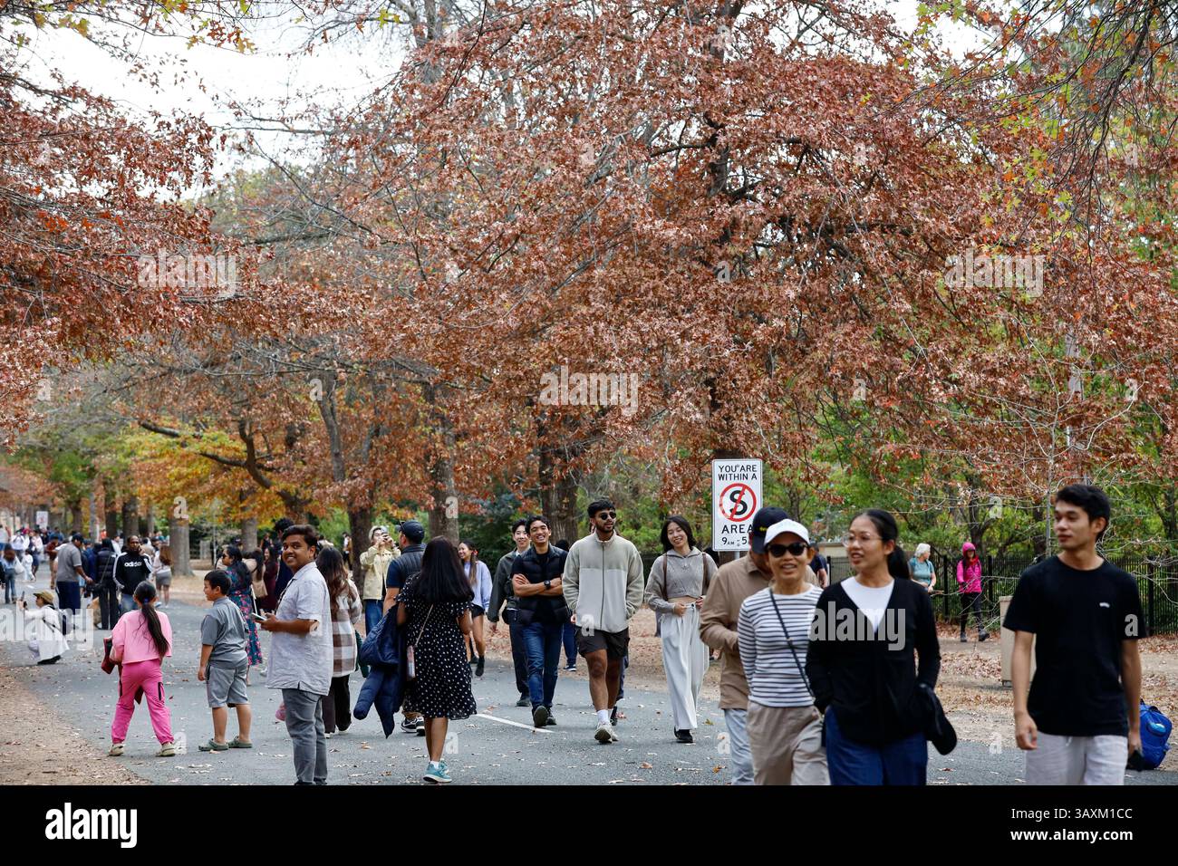 Visitors walk under a canopy of golden leaves at Mount Macedon. Mount ...