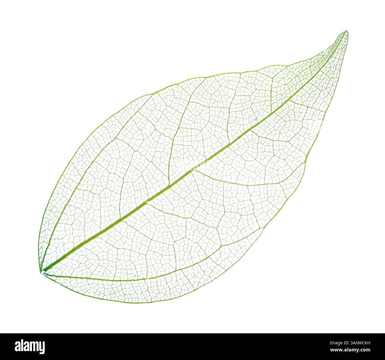 Beautiful skeletonized leaf isolated on white, top view Stock Photo - Alamy