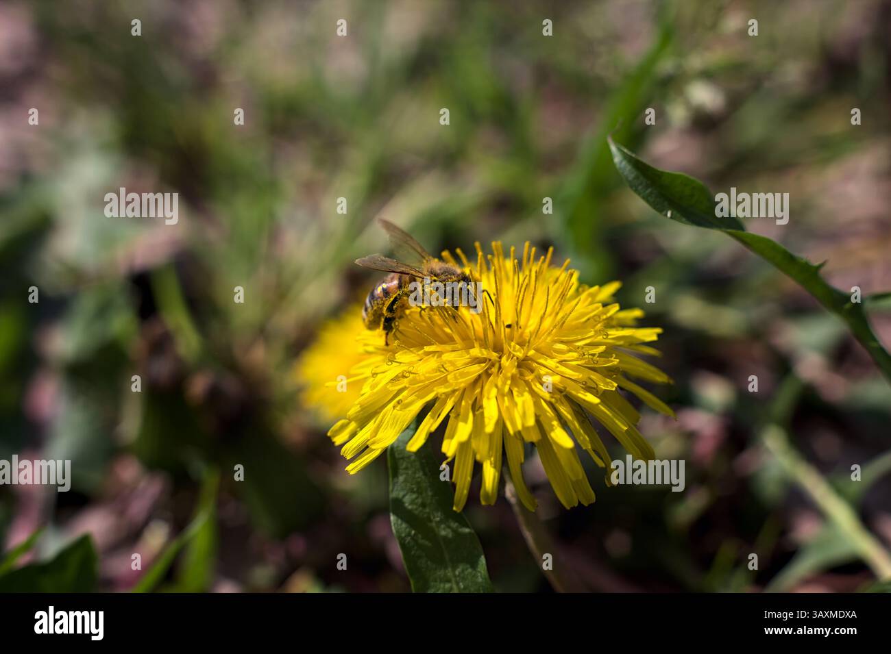 Bee covered in pollen from a yellow dandelion standing on it seen up ...