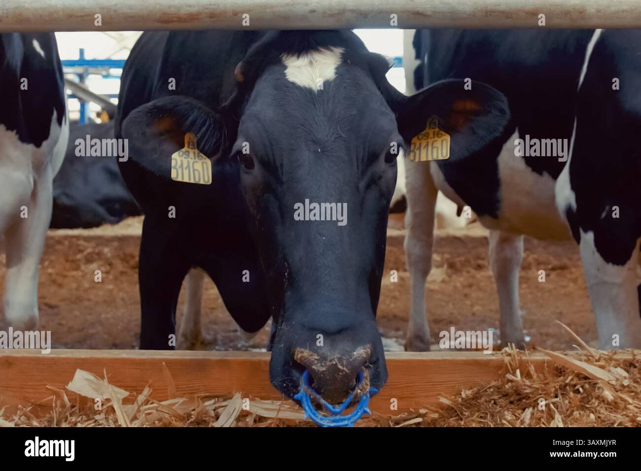 Feeding cows with mixed fodder on the farm. Cow farm Stock Photo - Alamy
