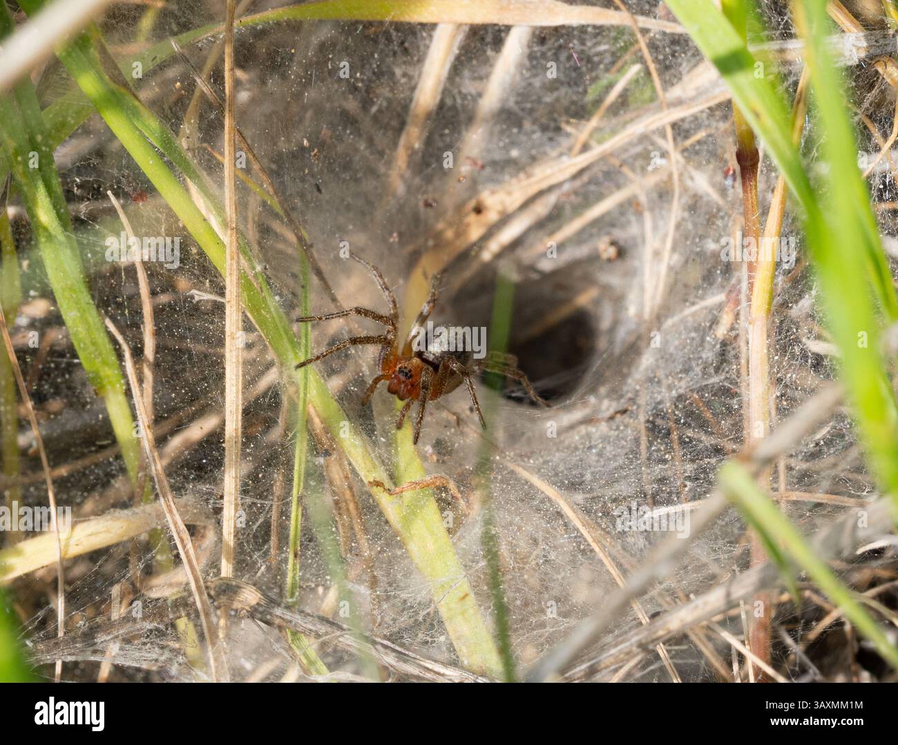 The image depicts a close-up of a funnel-web spider near the entrance ...