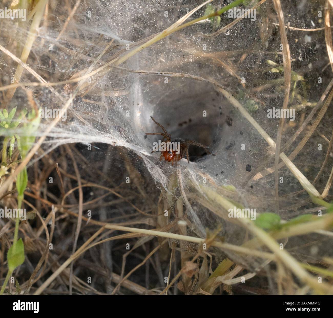 The image depicts a close-up of a funnel-web spider near the entrance ...