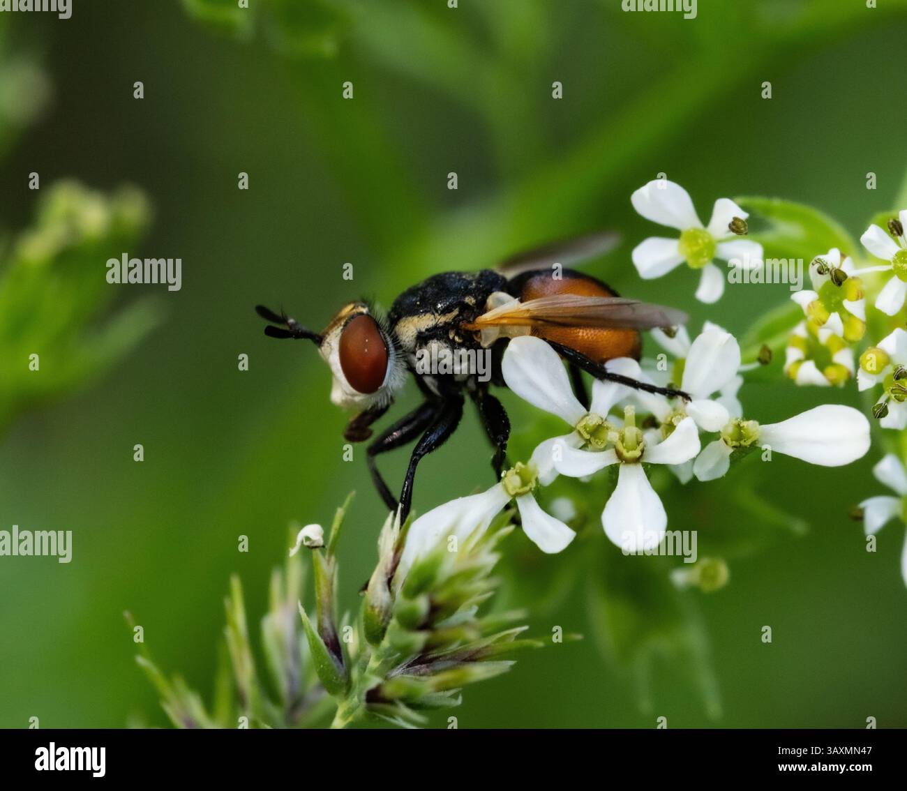 The image shows a close-up of a Scathophaga fly sitting on small white ...