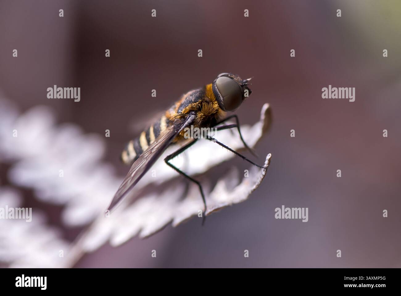 December 11, 2008 - Guarapari, Esp?rito Santo, Brasil - Mutuca fly ...