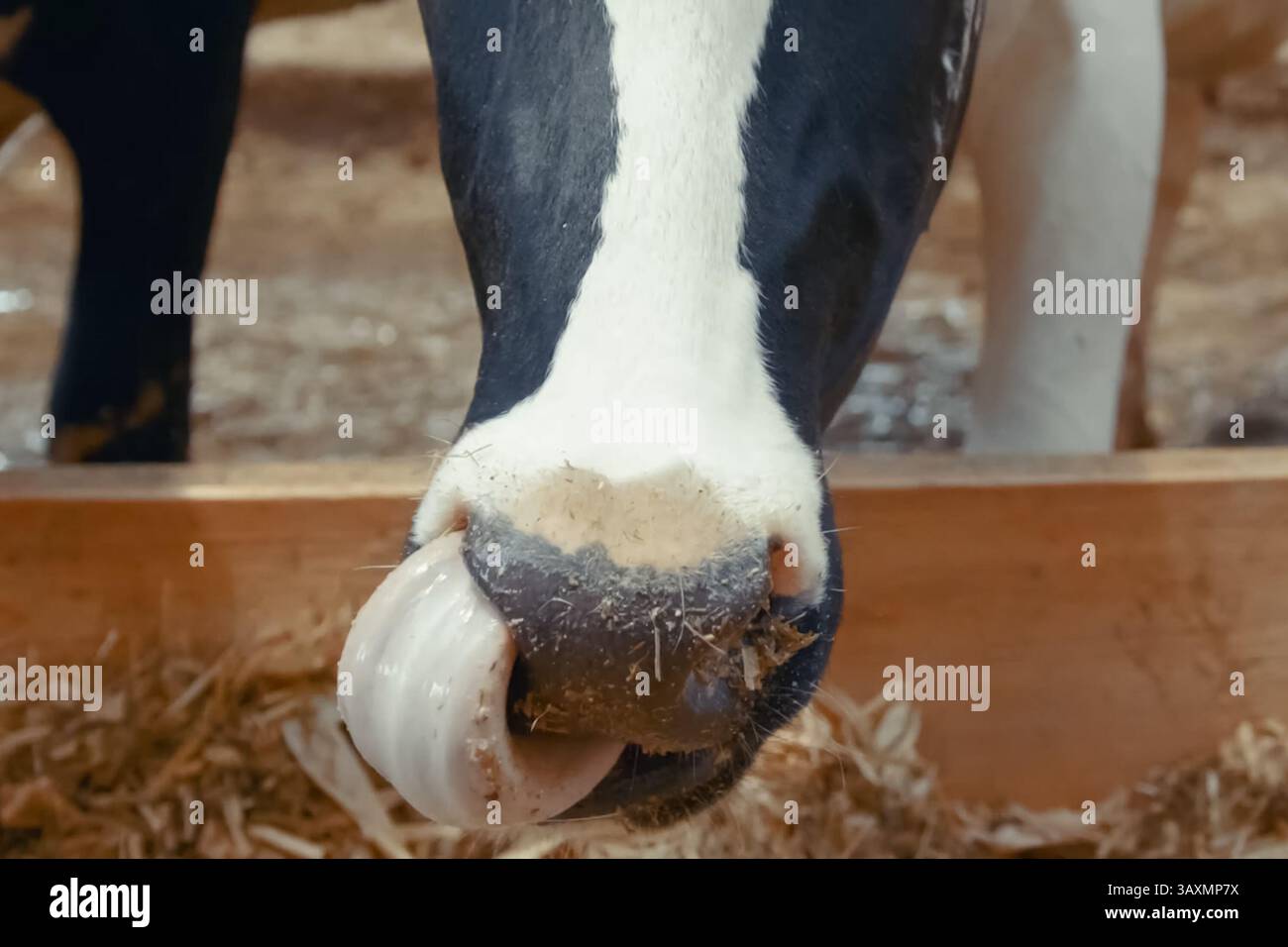 Feeding cows with mixed fodder on the farm. Cow farm Stock Photo - Alamy