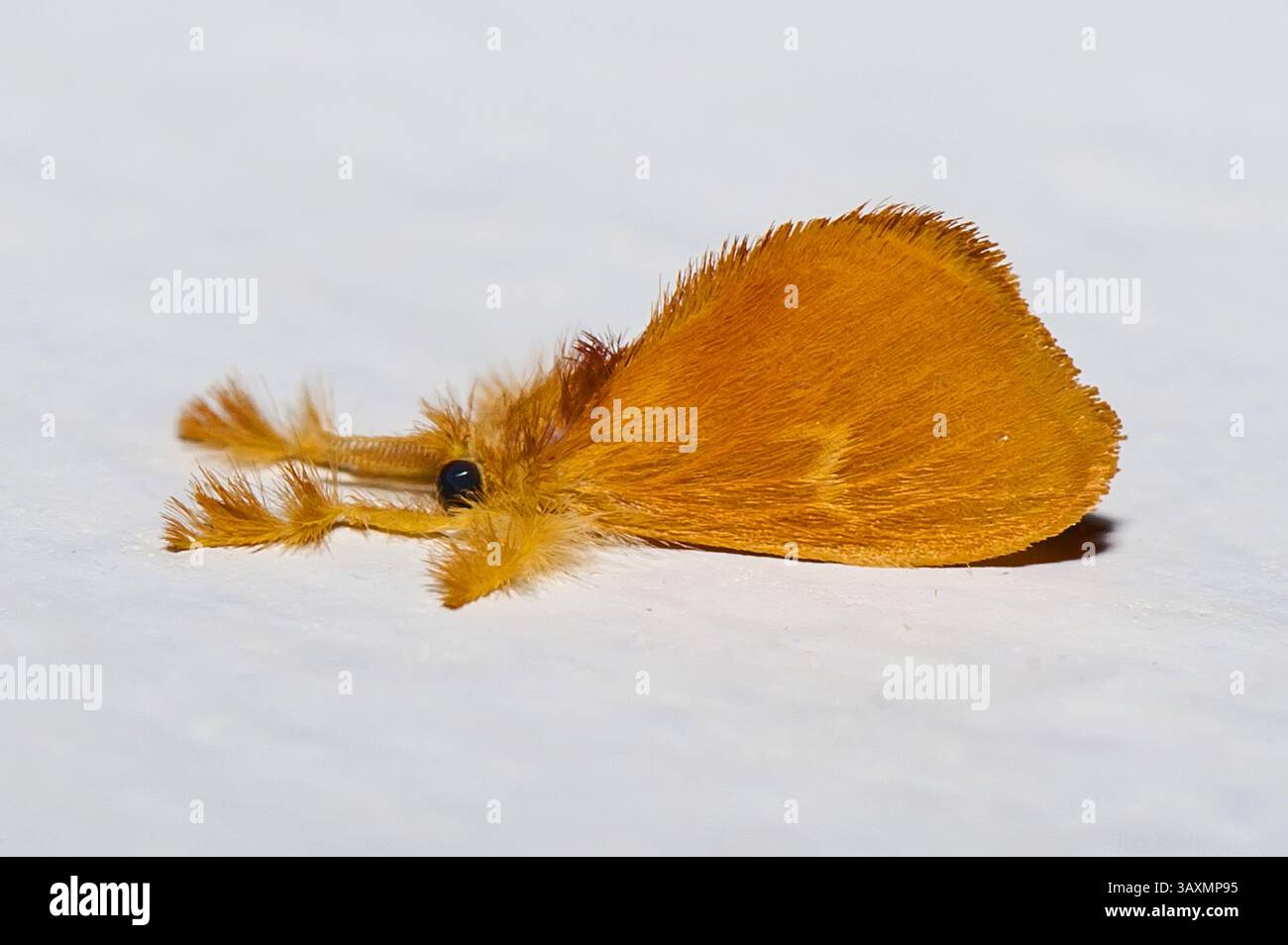 October 5, 2013 - Linhares, EspÃ­rito Santo, Brasil - Orange Moth ...