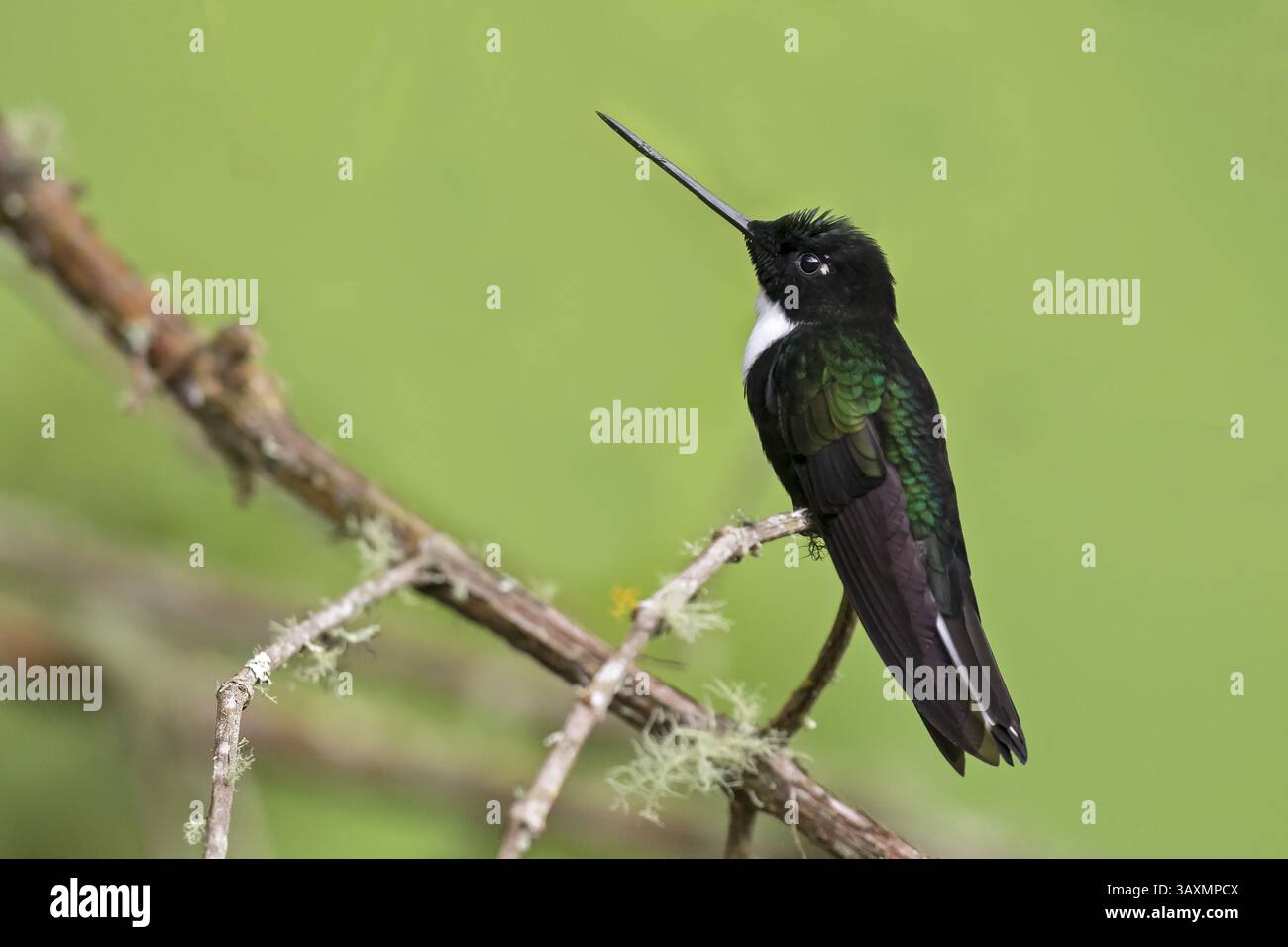 July 12, 2015 - Santa Rosa De Cabal, Risaralda, Colombia - Collared Inca (Coeligena torquata ...