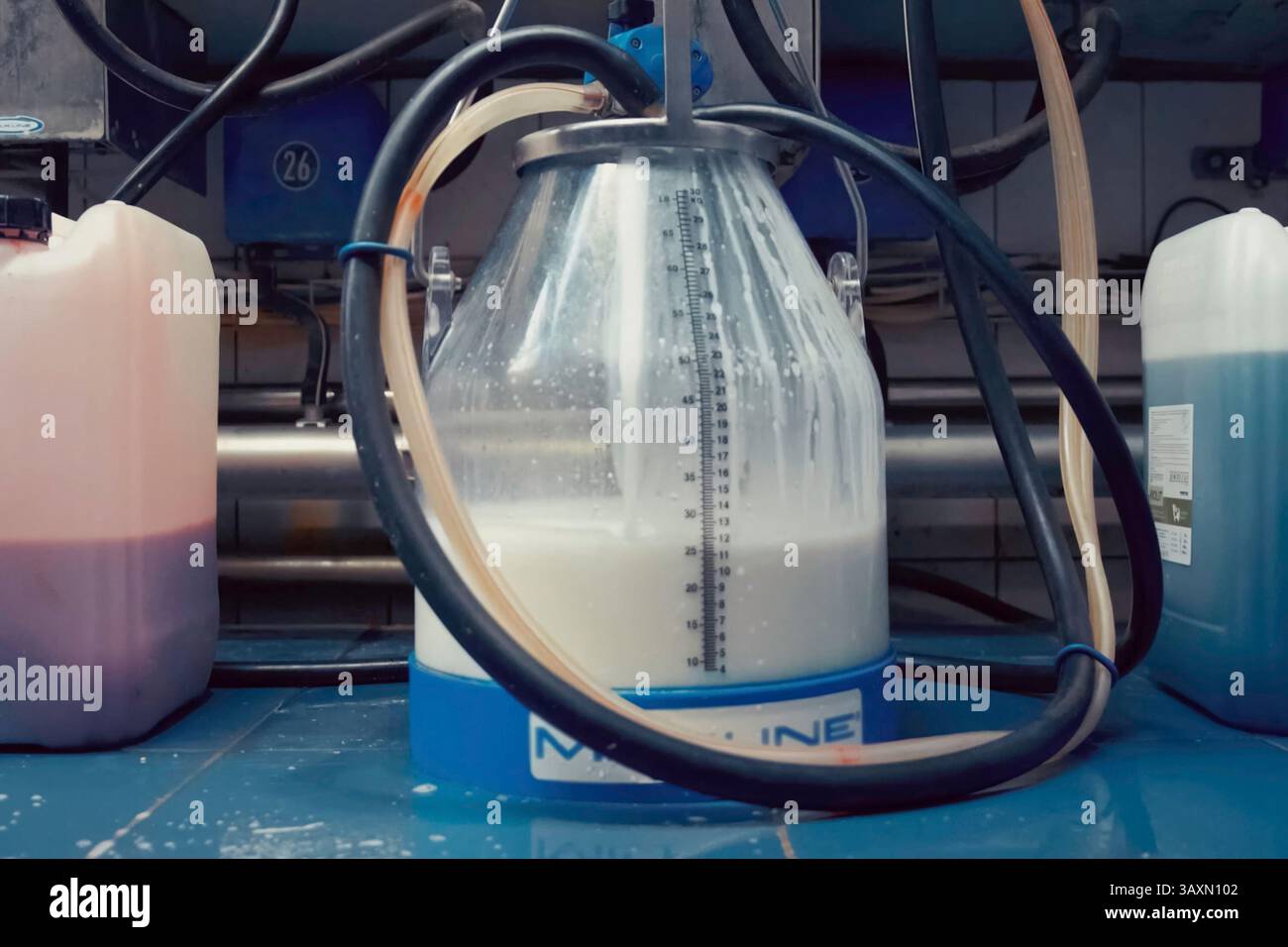 Automated milking of cows on the farm. Cow farm equipment for milking ...
