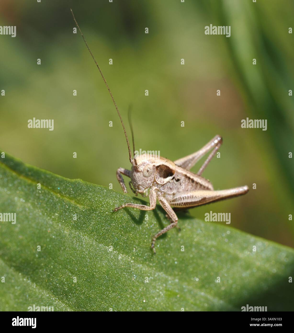 The image shows a grasshopper sitting on a green leaf. The grasshopper ...